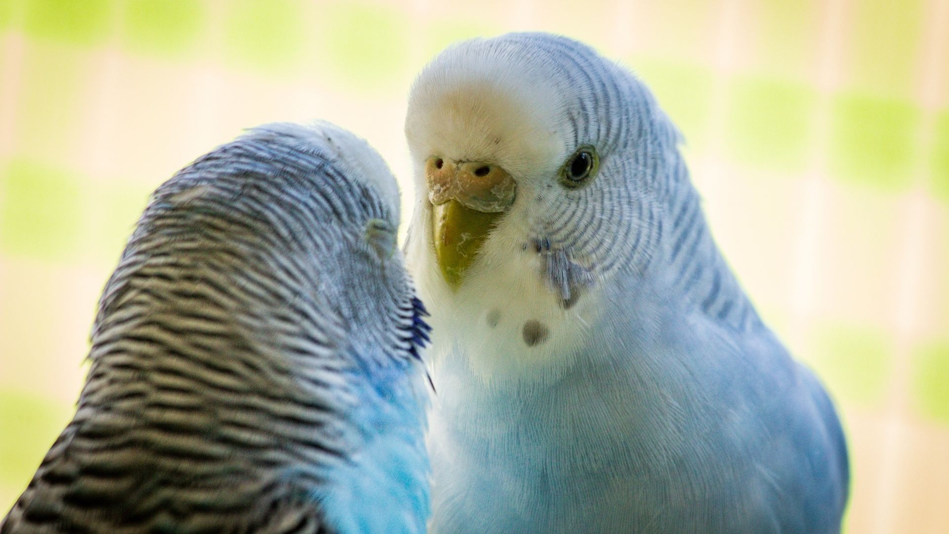 5 Gift Ideas For Pets And Their Owners | Bayshore Animal Hospital