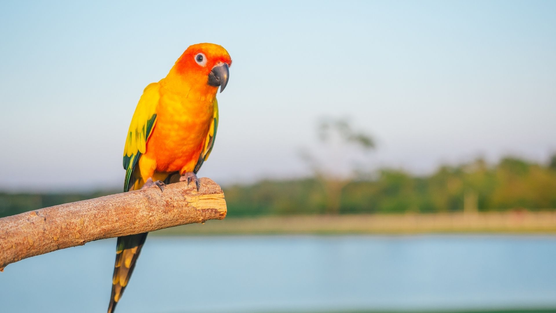 How To Cool Your Pet During A Heat Exhaustion Episode | Bayshore Animal ...