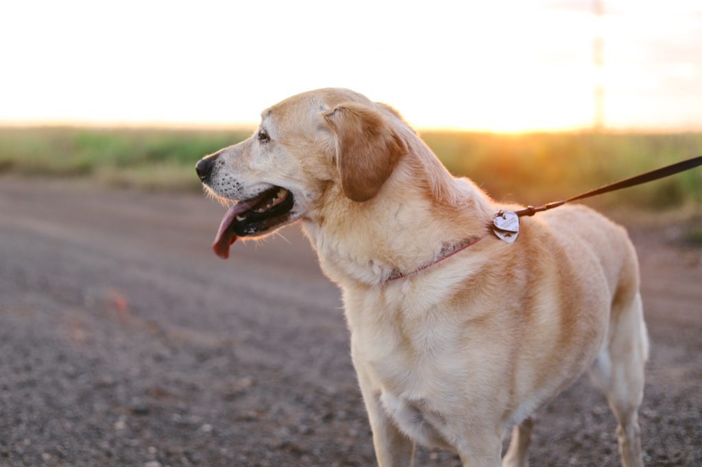 How To Avoid Pet Hazards When Walking Your Dog | Bayshore Animal Hospital